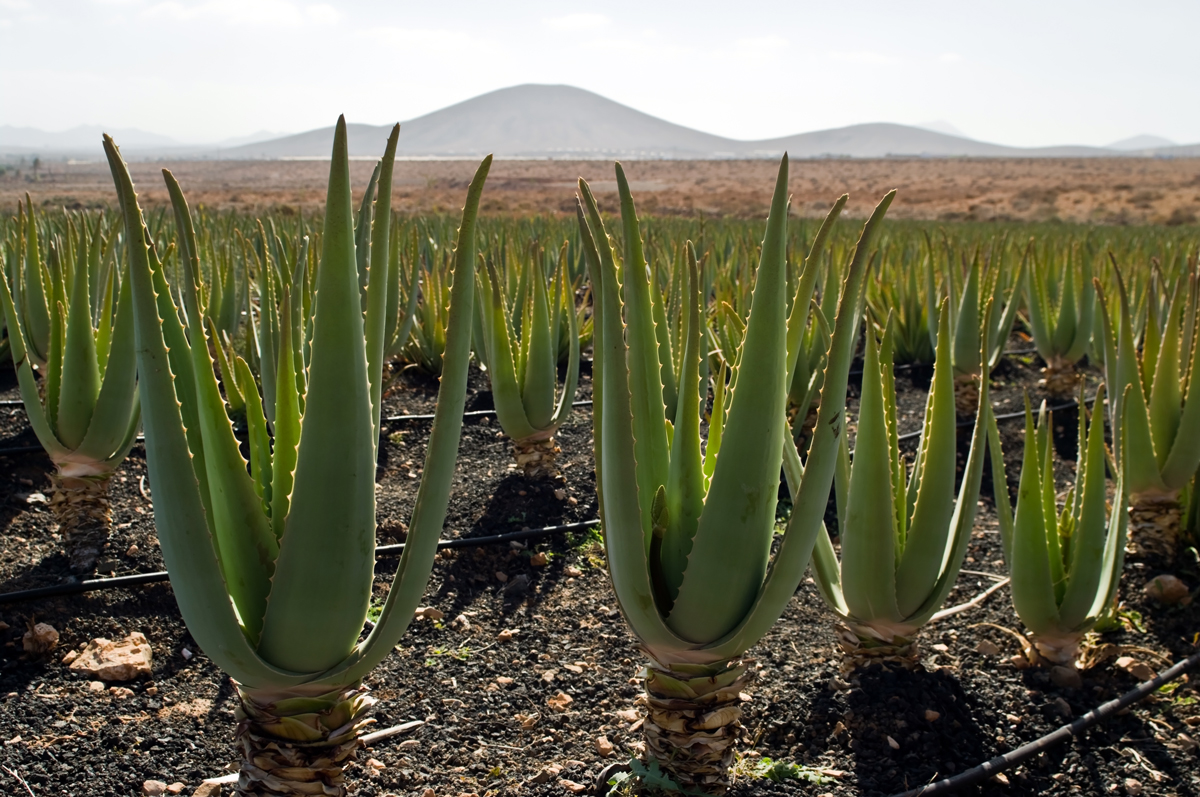 Jeûne, Détox et Cie | Du gel d' Aloe Vera produit à la maison